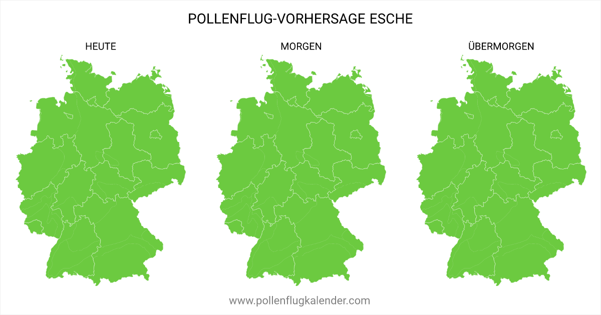Esche-Pollenflug: 3-Tage-Vorhersage und Pollenflugkalender für Allergiker
